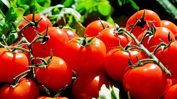 Pourquoi le prix des tomates va lui aussi s'envoler en 2022
